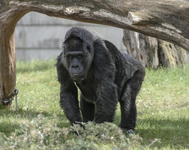 Fatou im Zoo Berlin – Berlin.de