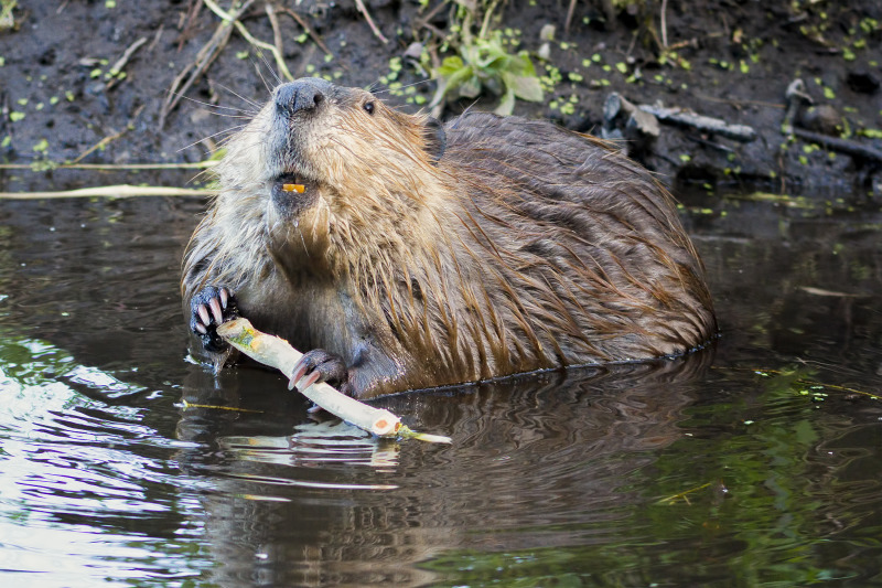 Wildtiere in der Stadt - Berlin.de