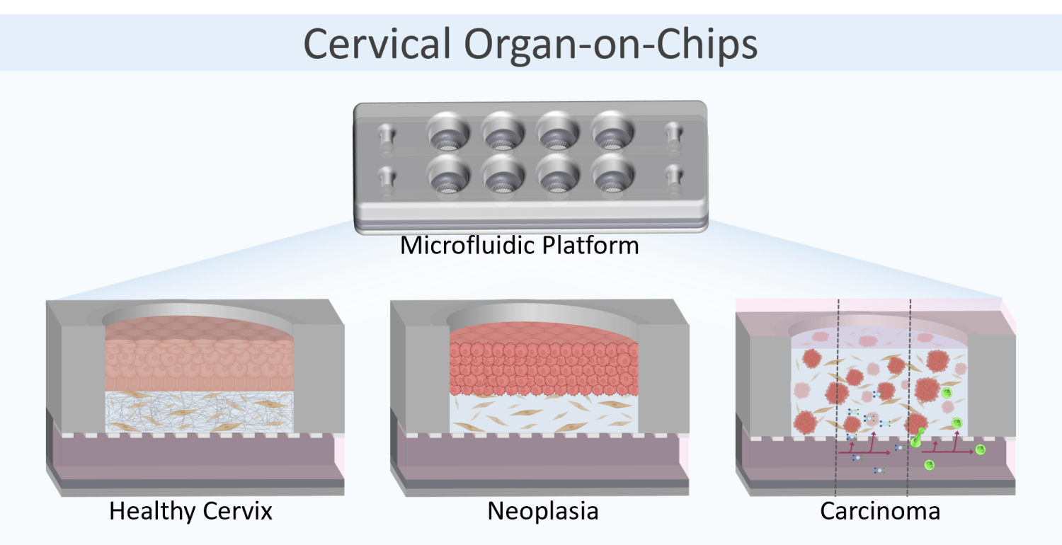 3Rs Webinar about Cervical Organ-on-Chips - Berlin.de